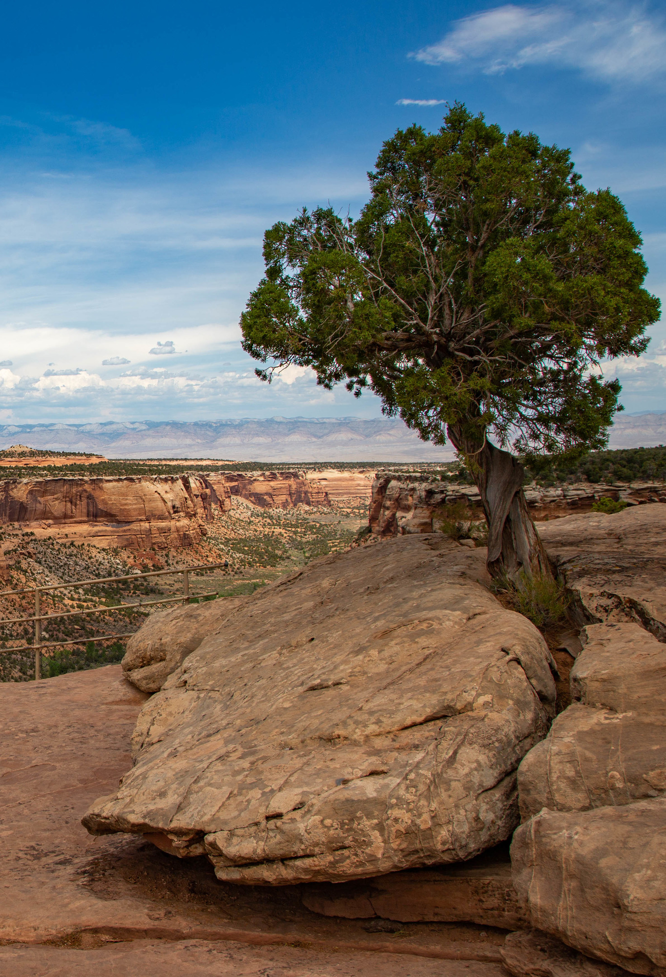 NPGallery Asset Detail