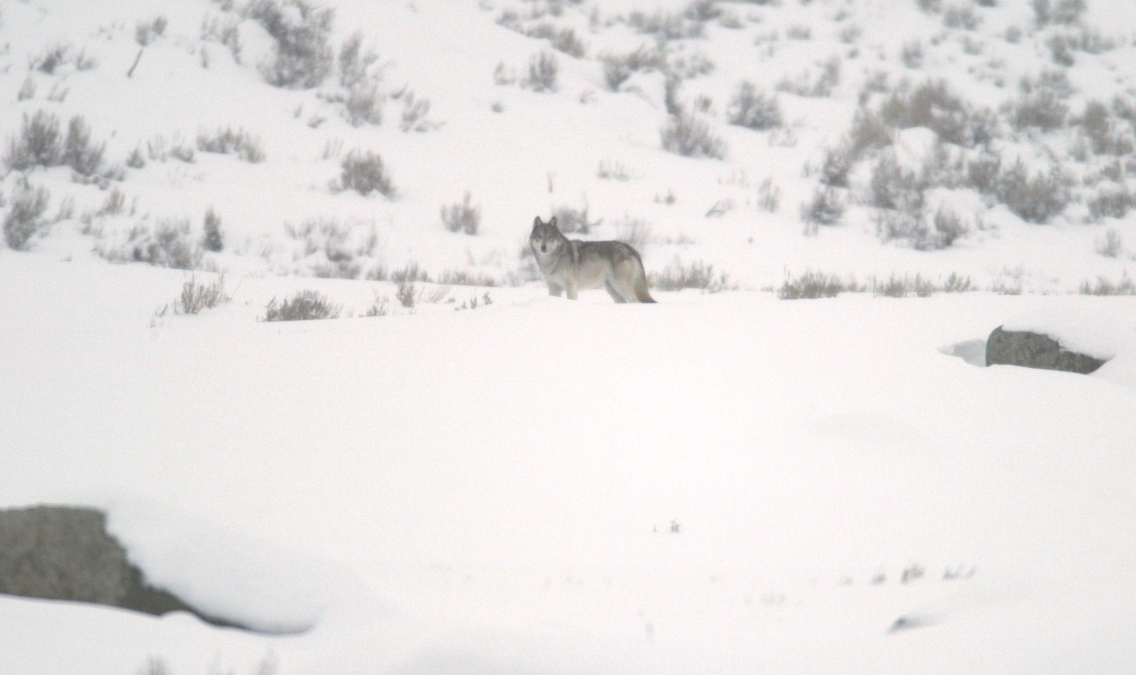 NPGallery Asset Detail