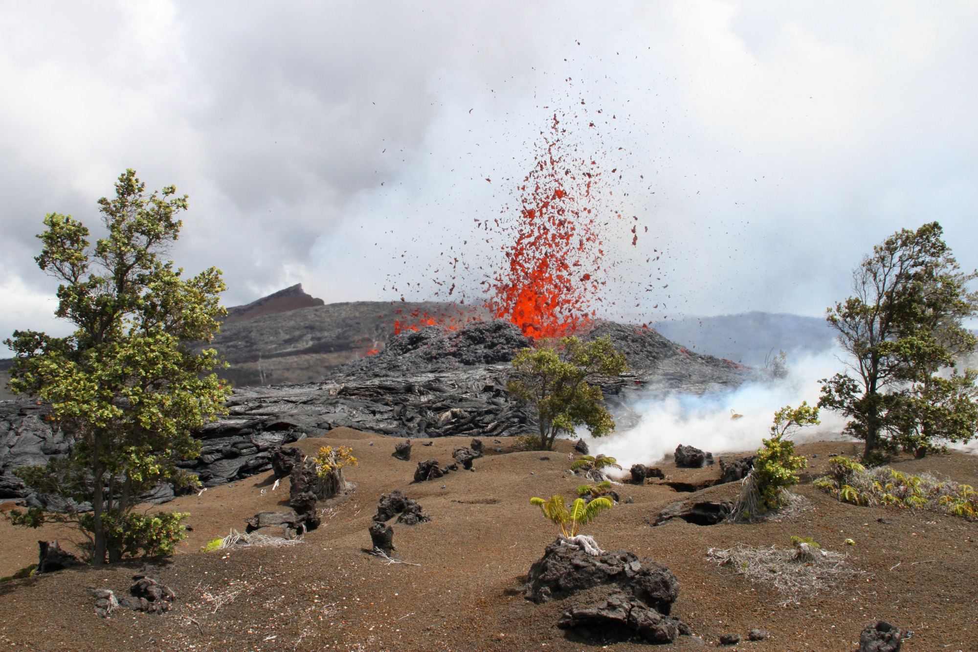 NPGallery Asset Detail