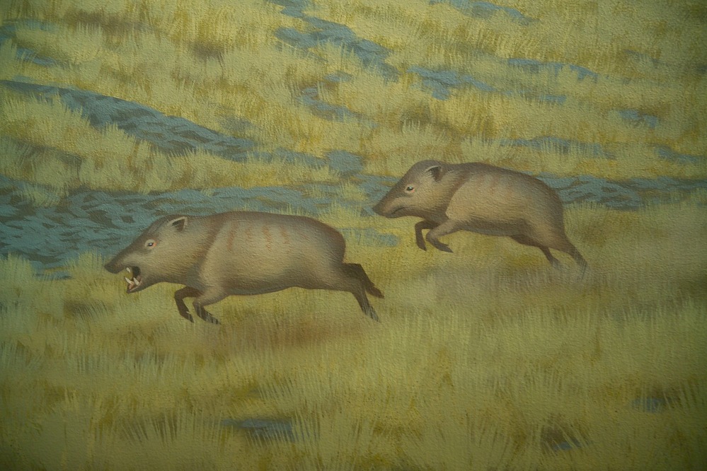 NPGallery Asset Detail