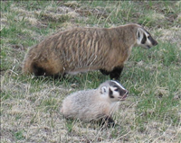 NPGallery Search Results