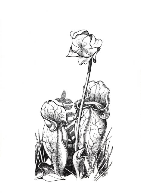 NPGallery Asset Detail