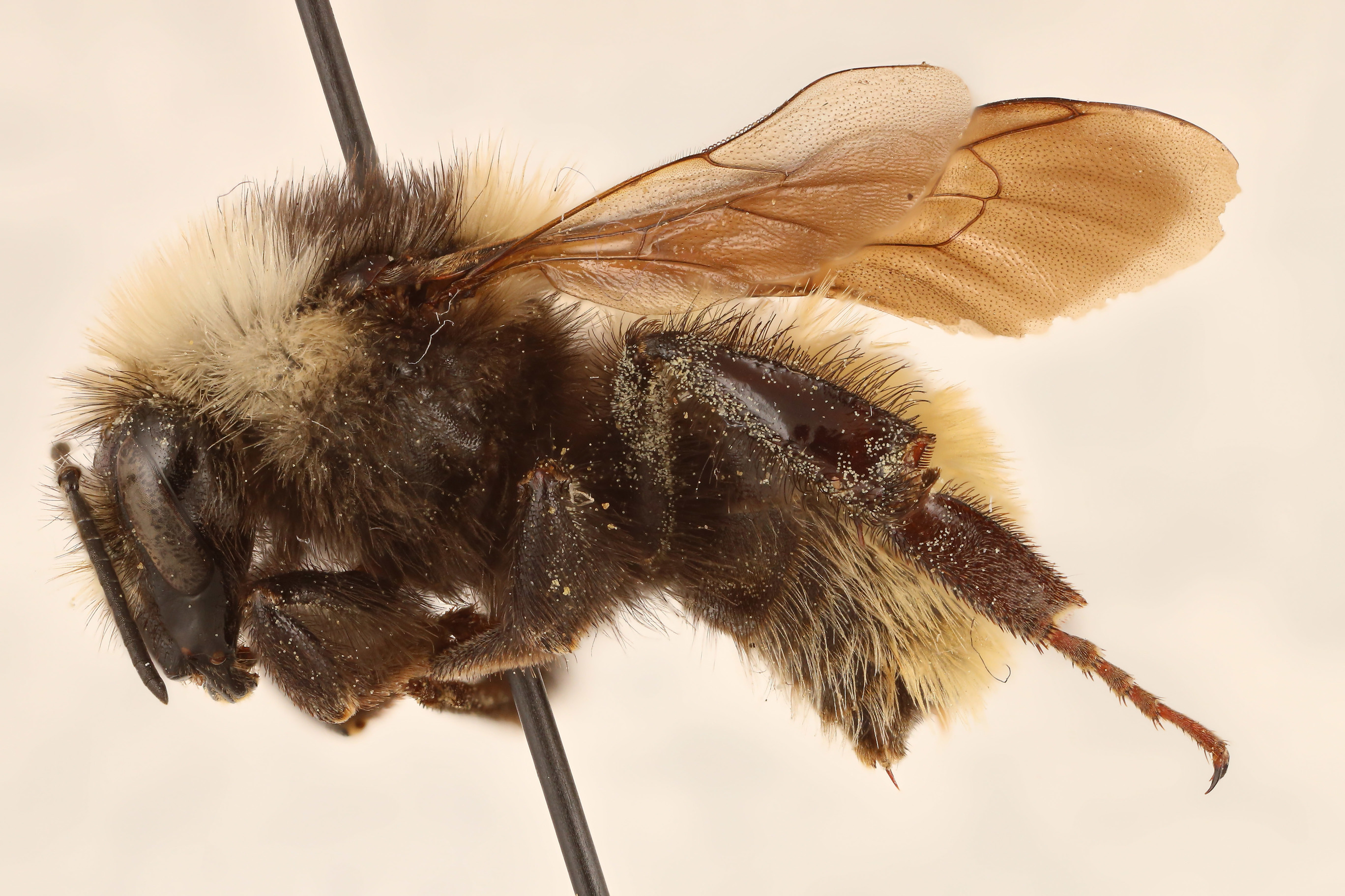 NPGallery Asset Detail