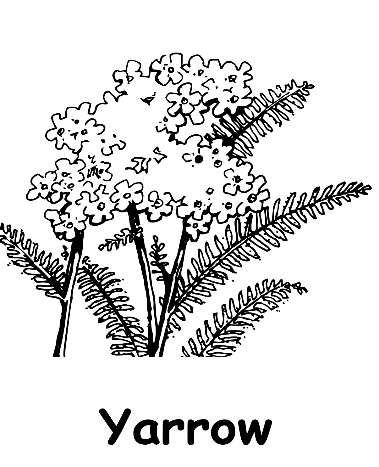 Activity and Coloring Pages - Glacier National Park (U.S. National Park ...