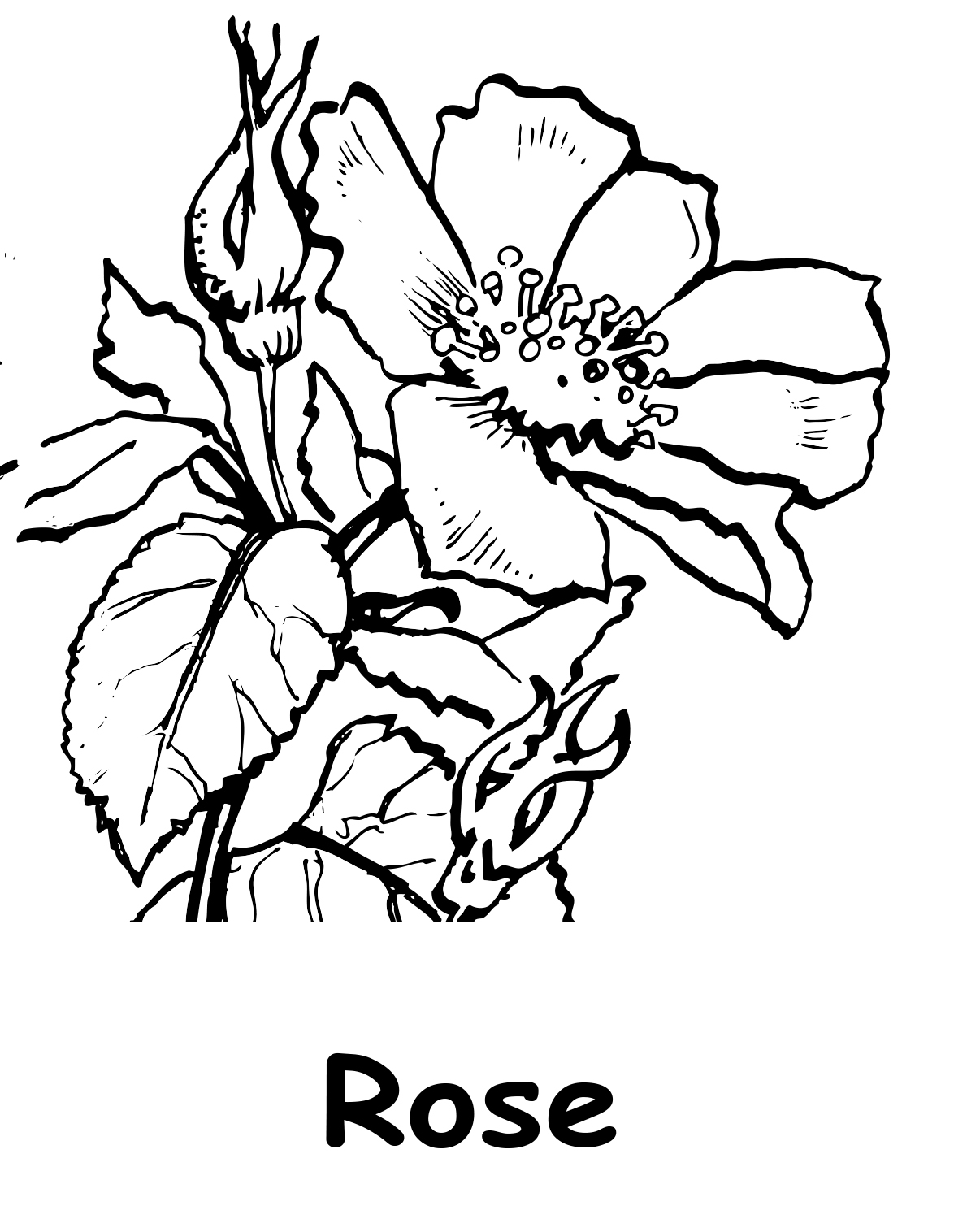 Activity and Coloring Pages - Glacier National Park (U.S. National Park ...