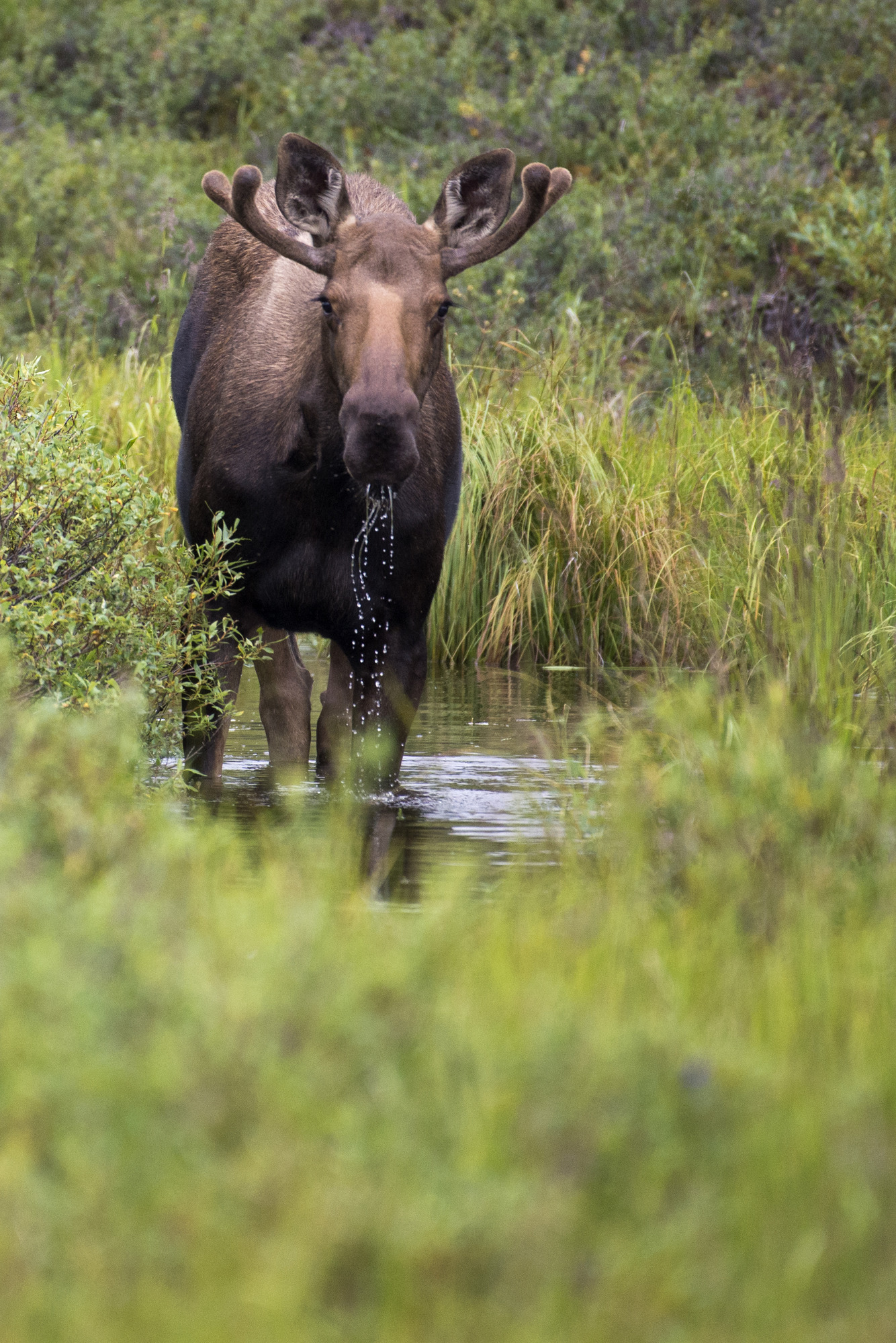 NPGallery Asset Detail