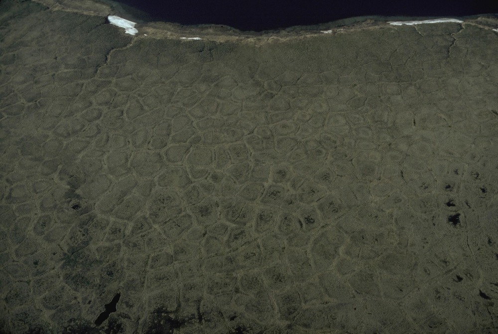 NPGallery Asset Detail