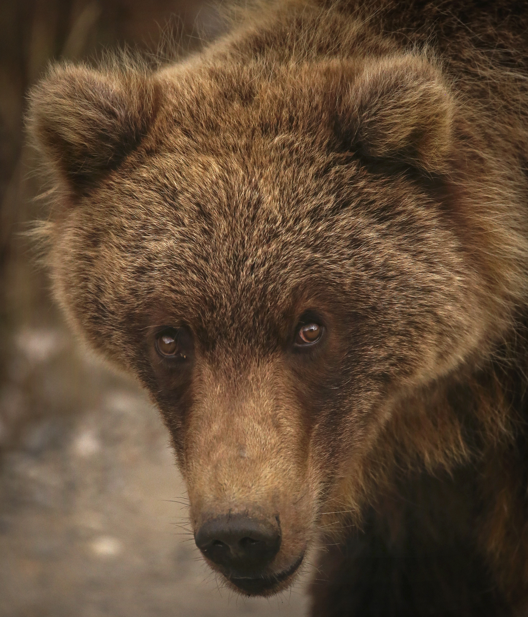 NPGallery Asset Detail