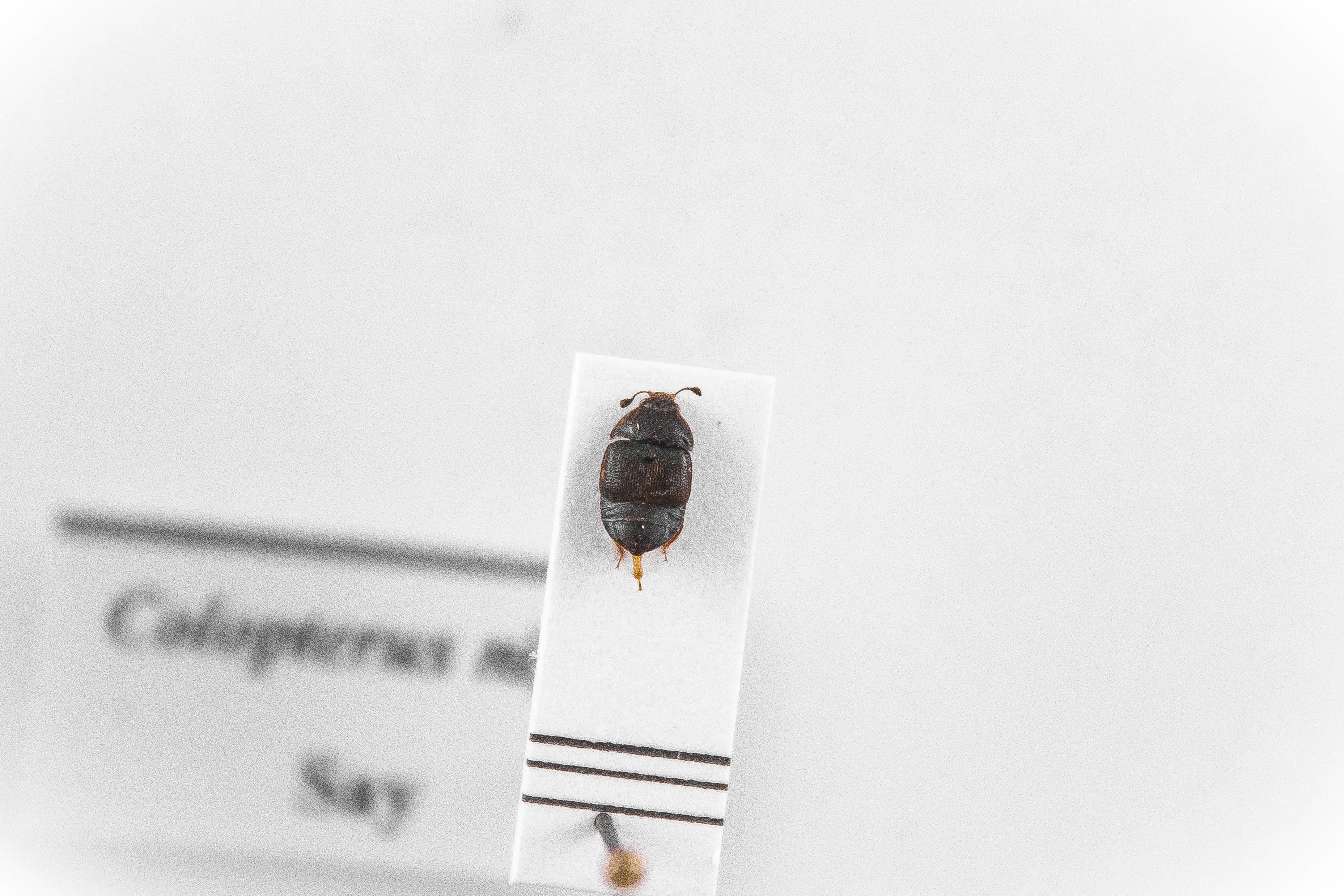 NPGallery Asset Detail