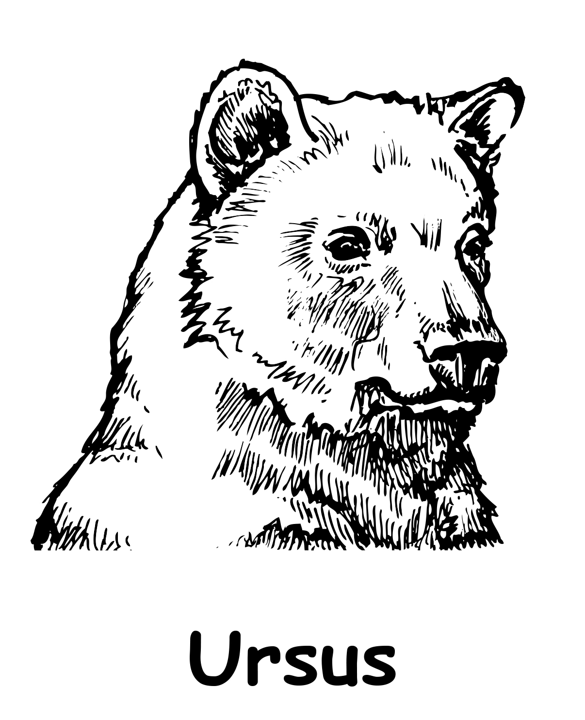 Activity and Coloring Pages - Glacier National Park (U.S. National Park ...