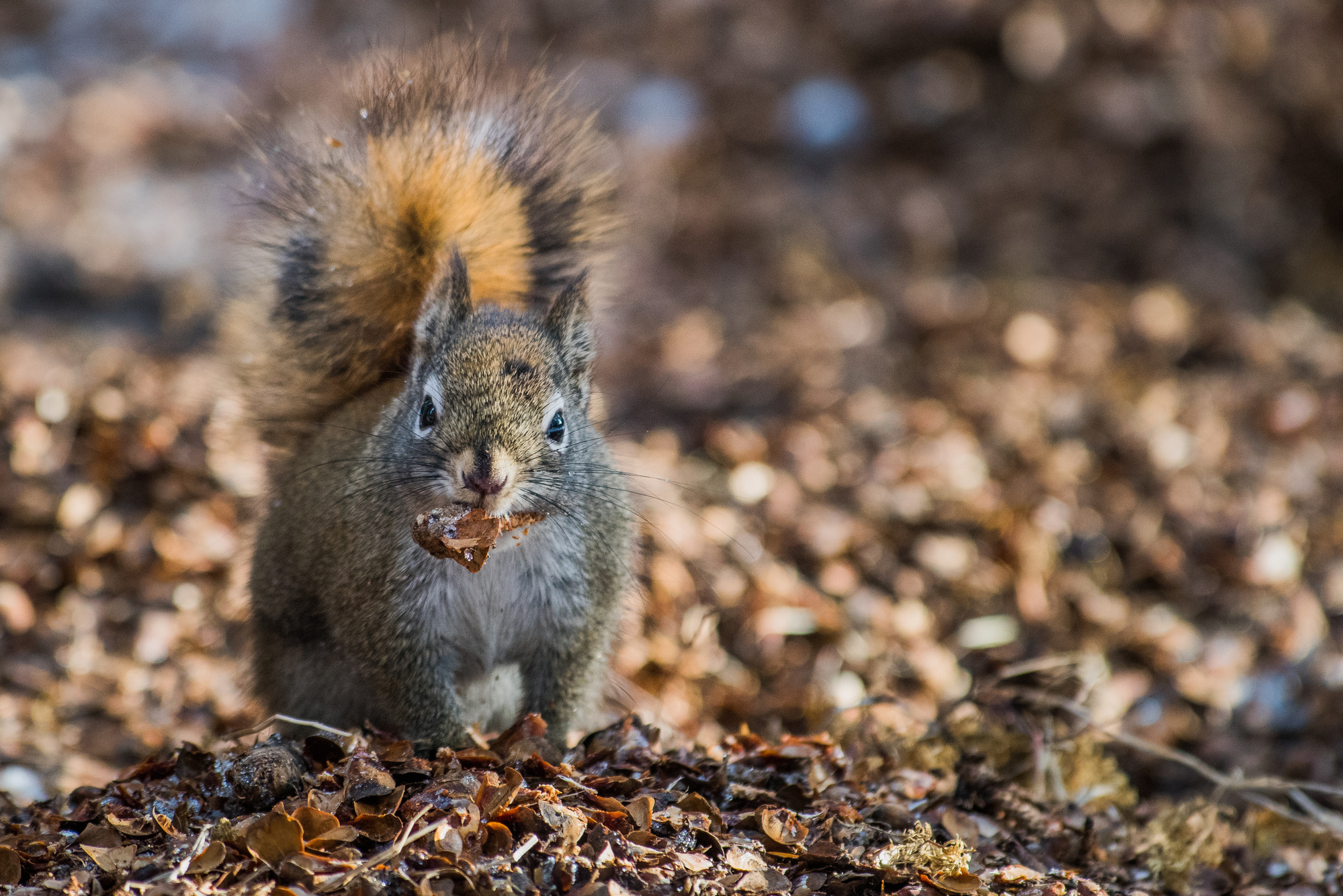 NPGallery Asset Detail