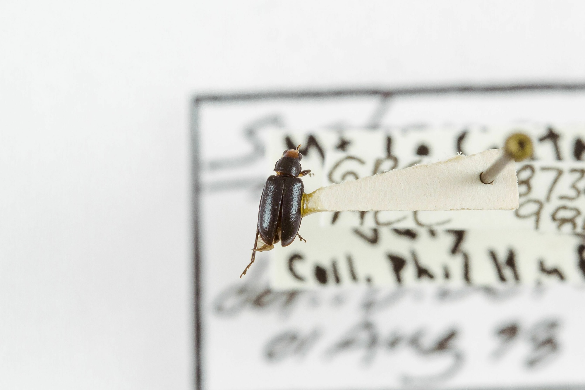 NPGallery Asset Detail