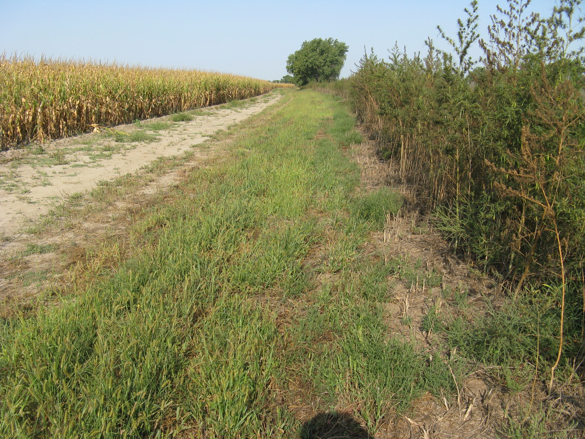 NPGallery Asset Detail