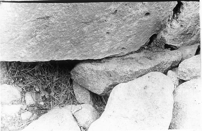 NPGallery Asset Detail