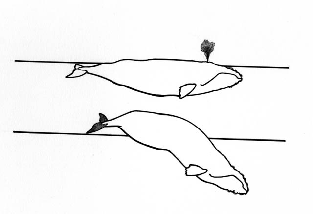 NPGallery Asset Detail