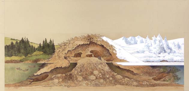 NPGallery HFC Archive Asset Detail