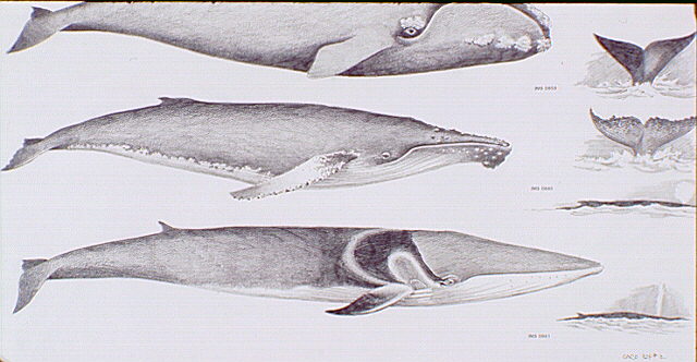 NPGallery HFC Archive Asset Detail