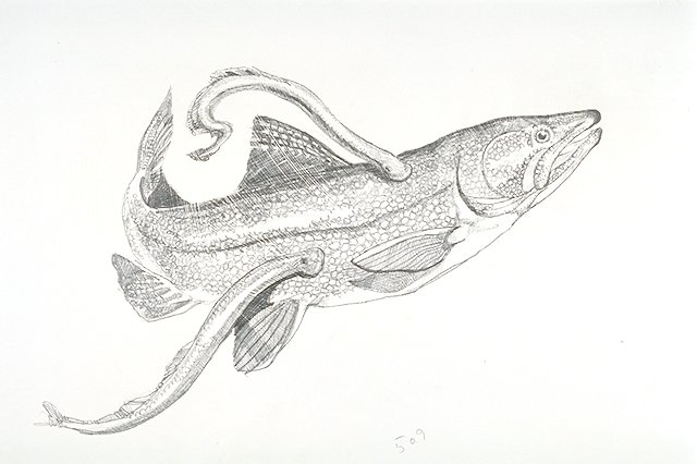 NPGallery HFC Archive Asset Detail