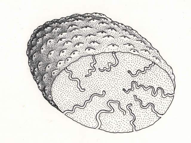 NPGallery HFC Archive Asset Detail